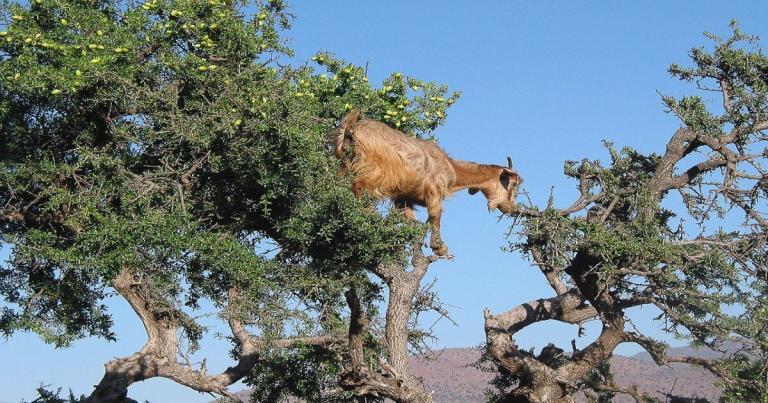 Goats On Trees in Morocco, Essaouira's Hidden Gems - Touring In Morocco